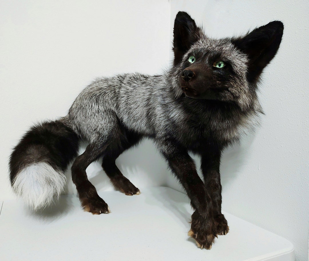 Taxidermy Soft Mount Softmount Commission SEE DESCRIPTION - Etsy