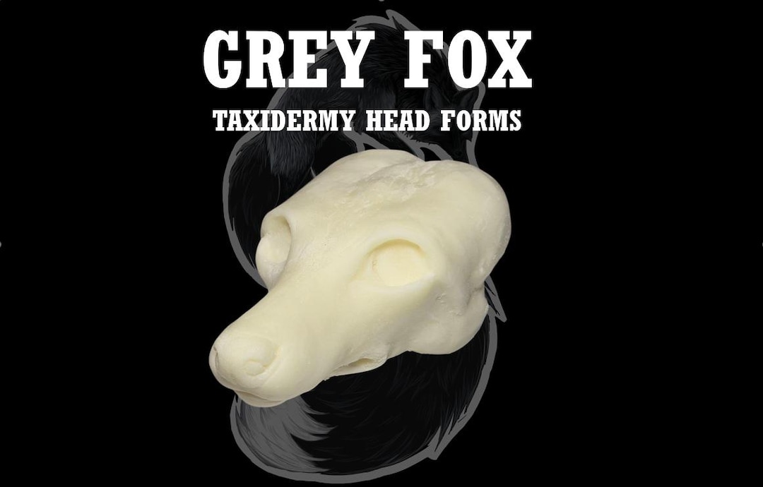Grey Fox Taxidermy Head Form – Fox Change-out Form for Soft Mount or ...