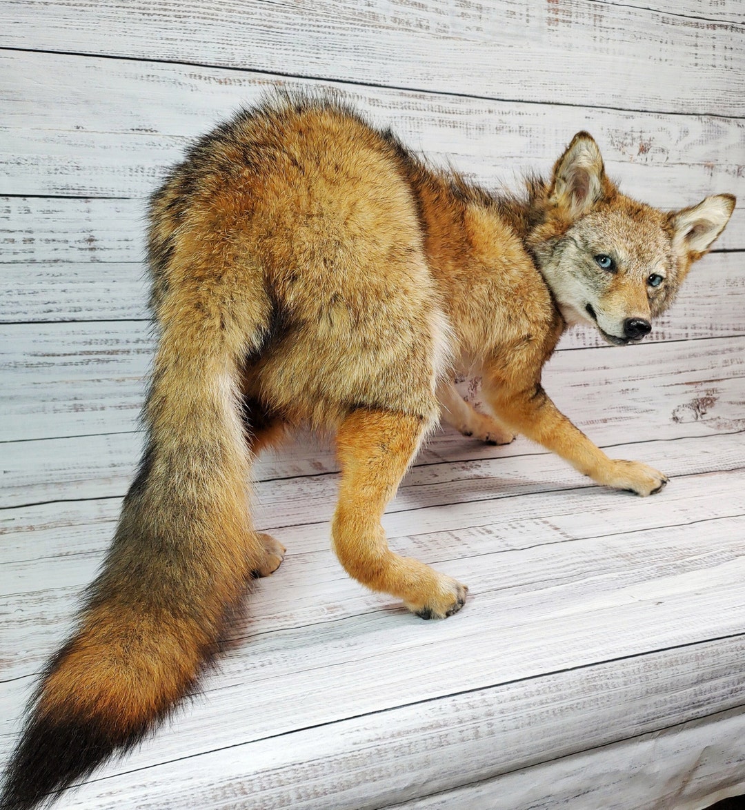 MADE TO ORDER Taxidermy Coyote Soft Mount, Softmount Commission, See ...