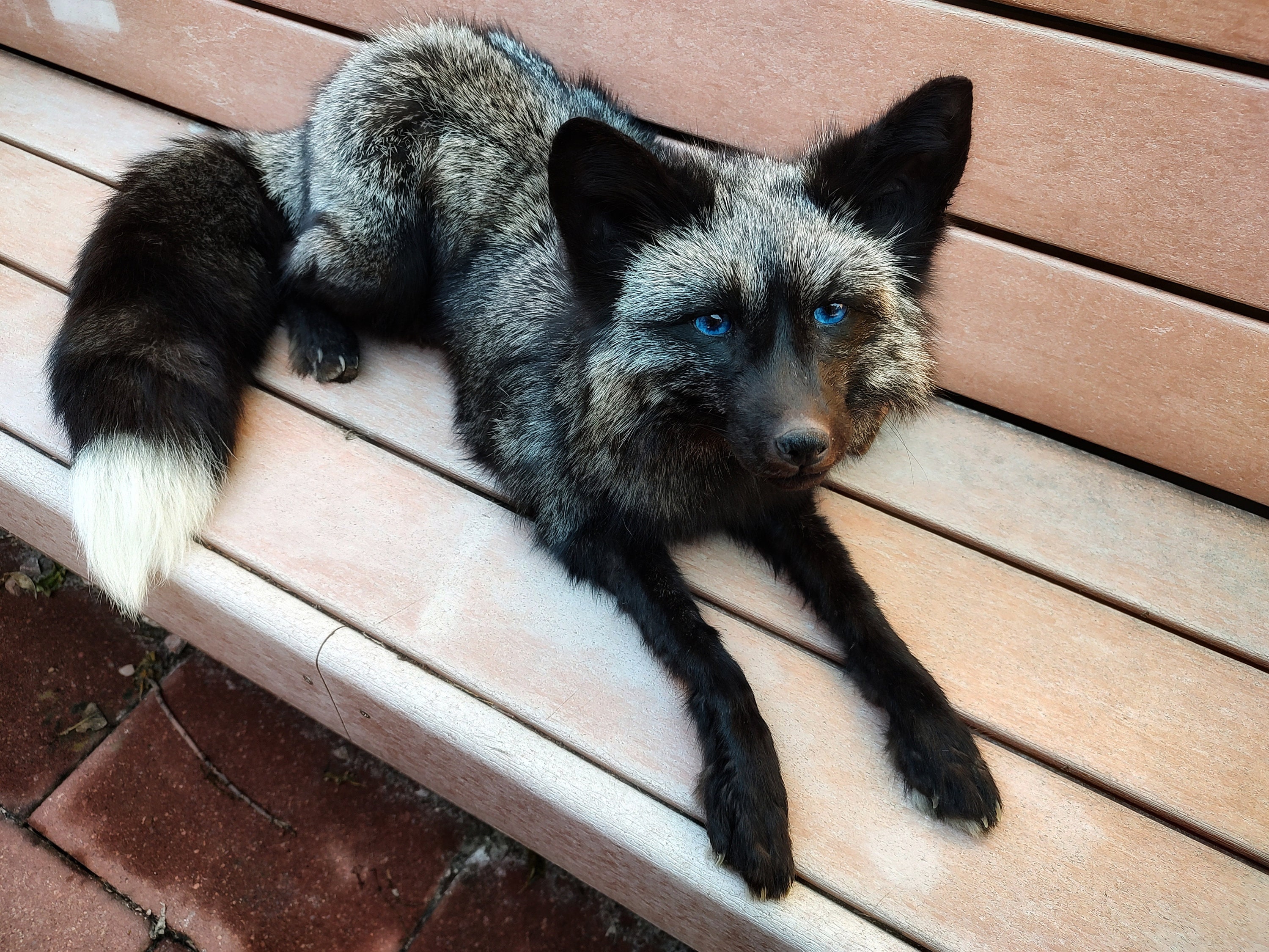 Pet Silver Fox