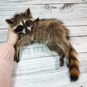 MADE TO ORDER Taxidermy Raccoon Soft Mount, Softmount Commission, See ...