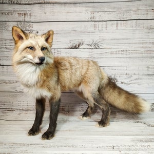 MADE TO ORDER Taxidermy Fox Soft Mount, Softmount Commission, See ...