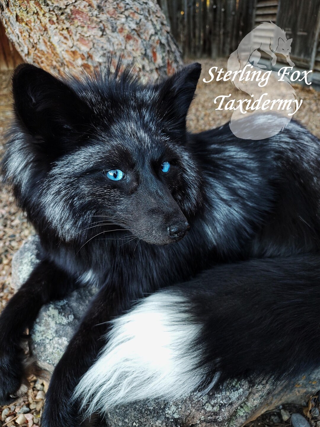 HUGE Fox Soft Mount Taxidermy Silver Fox, Semi Posable Weighted Fox ...