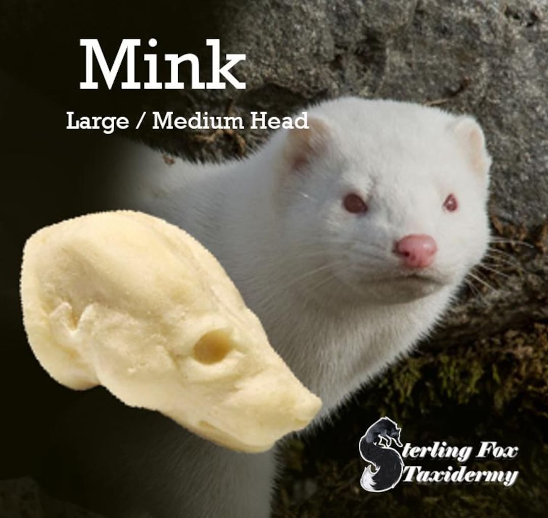 Mink Taxidermy Head Form, Change Out Mink / Ferret Foam Head Medium ...
