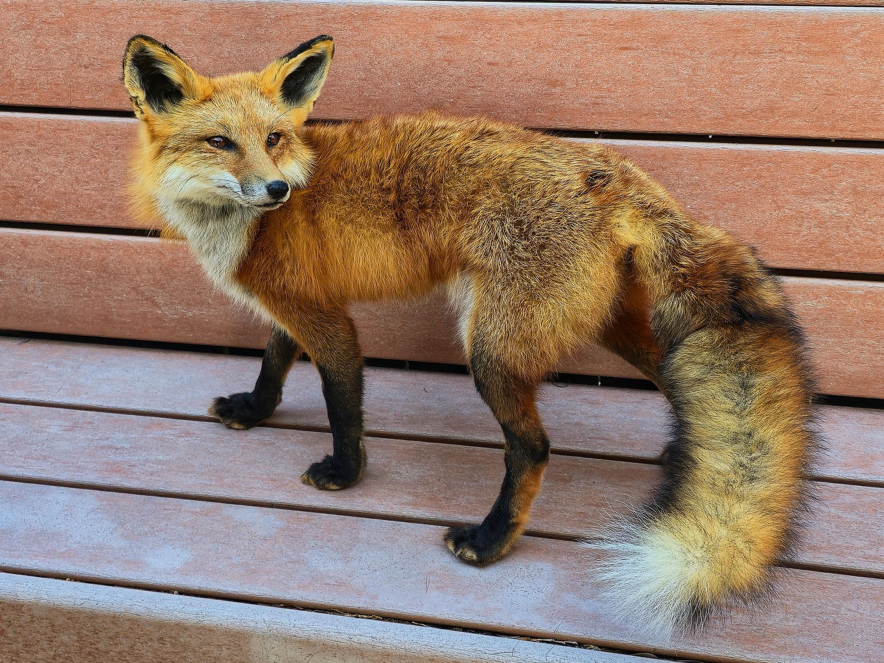 MADE TO ORDER Taxidermy Fox Soft Mount, Softmount Commission, See ...