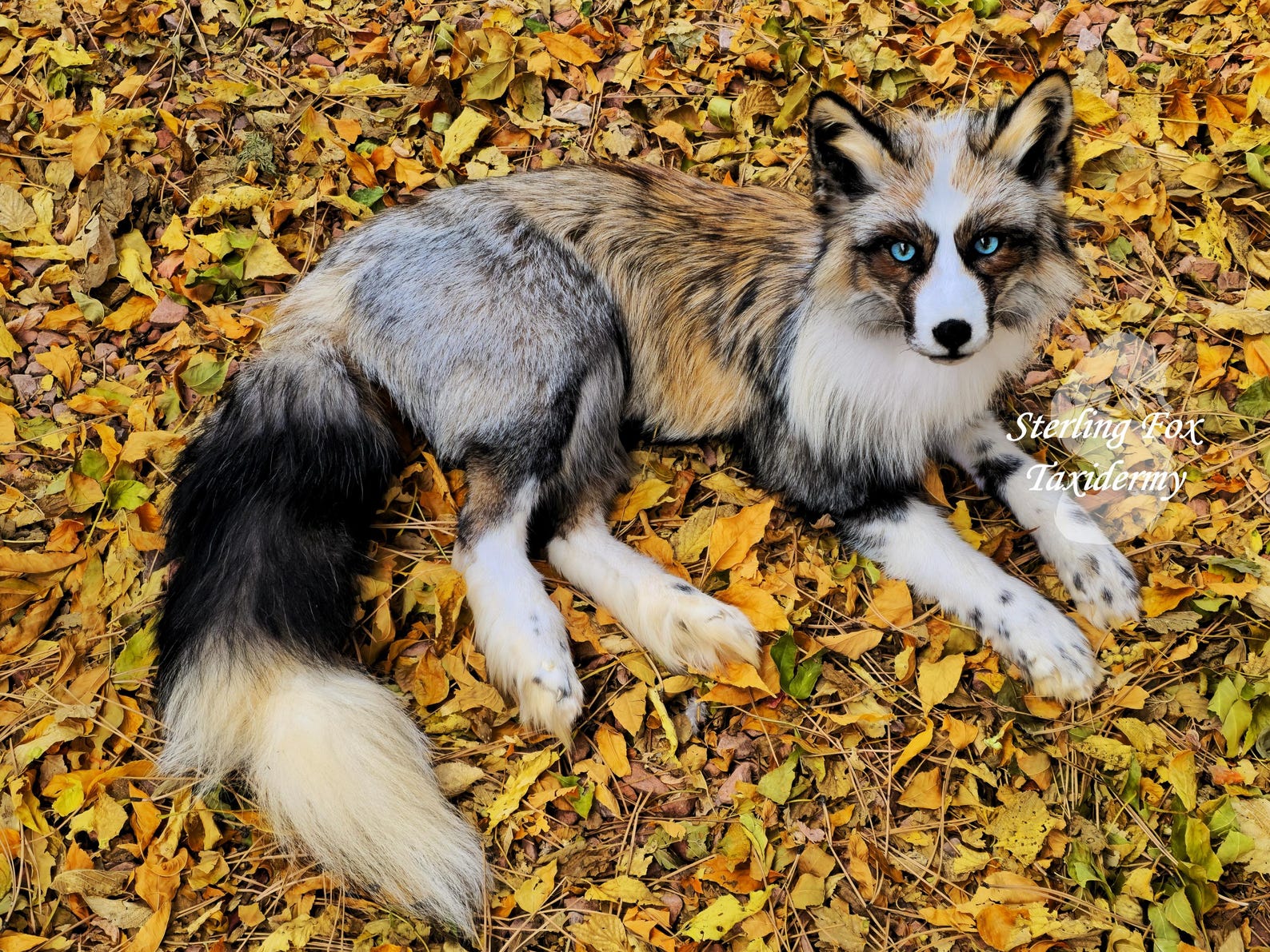 MADE TO ORDER Taxidermy Fox Soft Mount, Softmount Commission, See ...