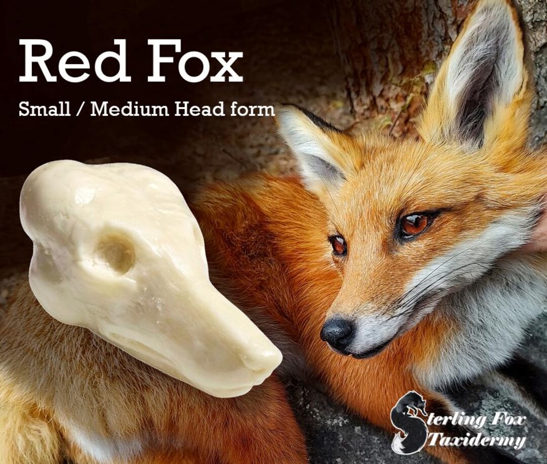 Taxidermy Fox Head Form, Change Out Red Fox Foam Head Small / Medium ...