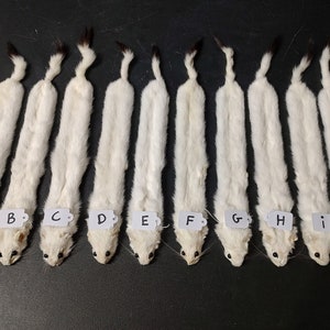 Weasel Slap Bracelet, Sherman the Ermine, White Ermine Slap Bracelet ...