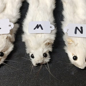 Weasel Slap Bracelet, Sherman the Ermine, White Ermine Slap Bracelet ...