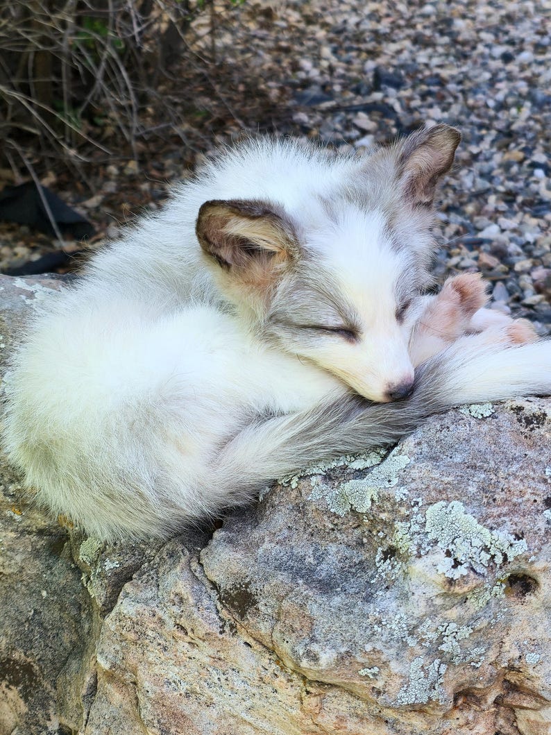MADE TO ORDER Baby Fox Kit Taxidermy Soft Mount, Softmount Commission ...