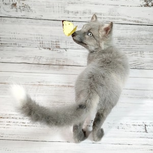 MADE TO ORDER Baby Fox Kit Taxidermy Soft Mount, Softmount Commission ...