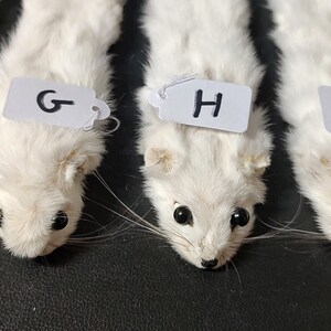 Weasel Slap Bracelet, Sherman the Ermine, White Ermine Slap Bracelet ...