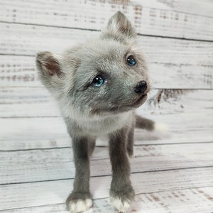 MADE TO ORDER Baby Fox Kit Taxidermy Soft Mount, Softmount Commission ...