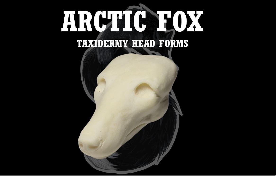 Arctic Fox Taxidermy Head Form – Fox Change-out Form for Soft Mount or ...
