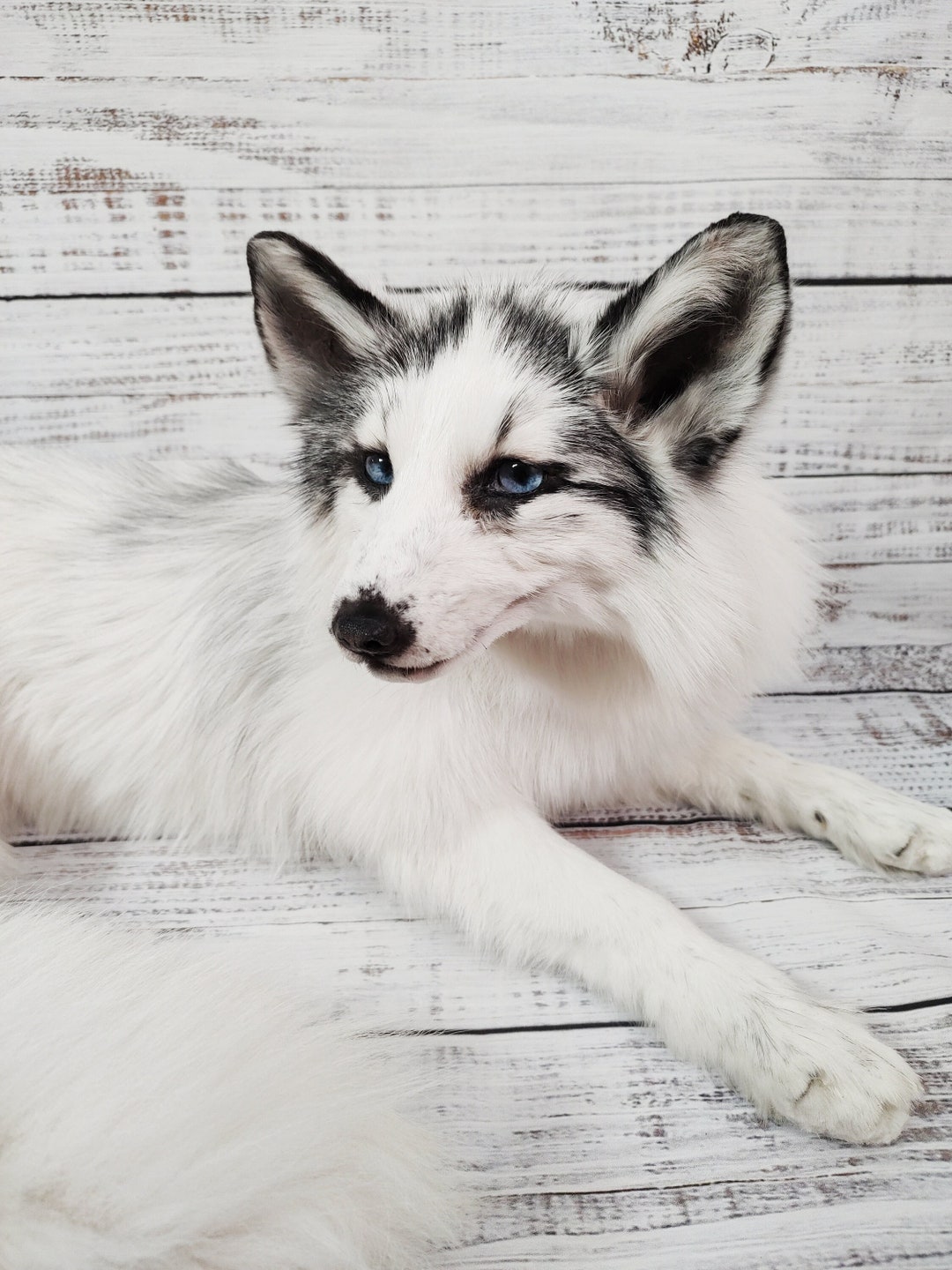 GIANT Arctic Marble Fox Soft Mount Taxidermy Ranch Fox - Etsy