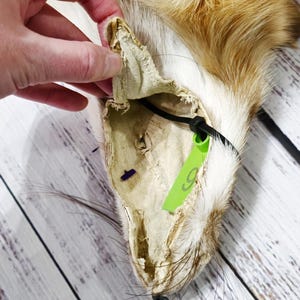 Burgundy Red Fox Pelt, Prime Winter Fur, Tanned Pelt Complete With All ...