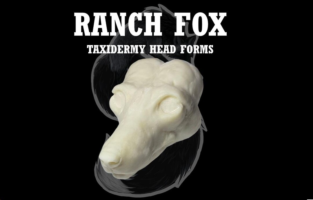 Ranch Fox Taxidermy Head Form – Fox Change-out Form for Soft Mount or ...