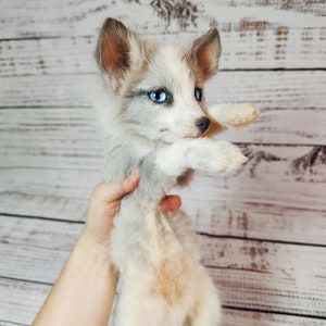 MADE TO ORDER Baby Fox Kit Taxidermy Soft Mount, Softmount Commission ...