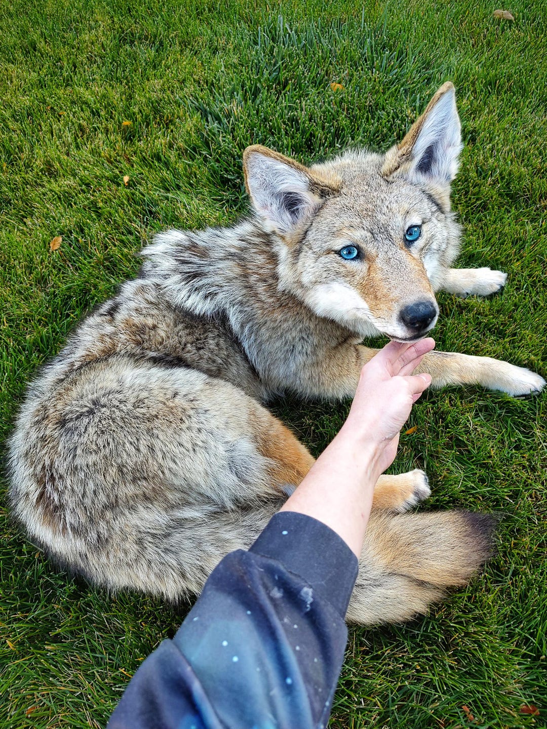 MADE TO ORDER Taxidermy Coyote Soft Mount, Softmount Commission, See ...