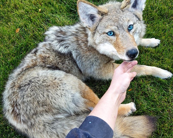 MADE TO ORDER Taxidermy Coyote Soft Mount, Softmount Commission, See ...