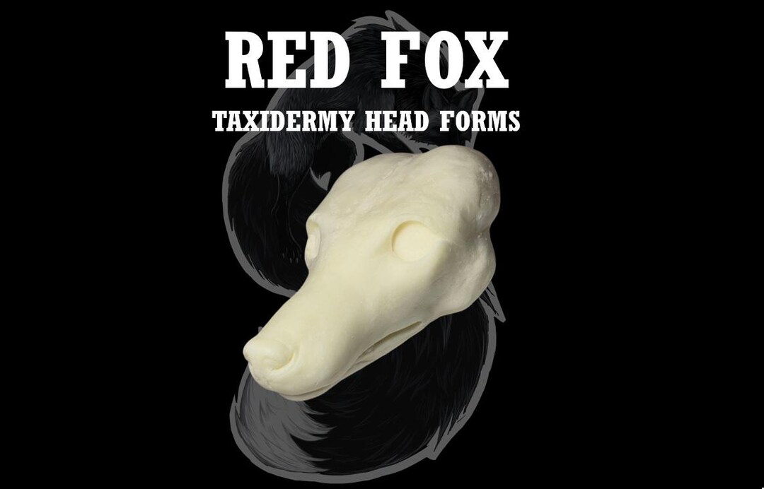 Red Fox Taxidermy Head Form – Fox Change-out Form for Soft Mount or ...