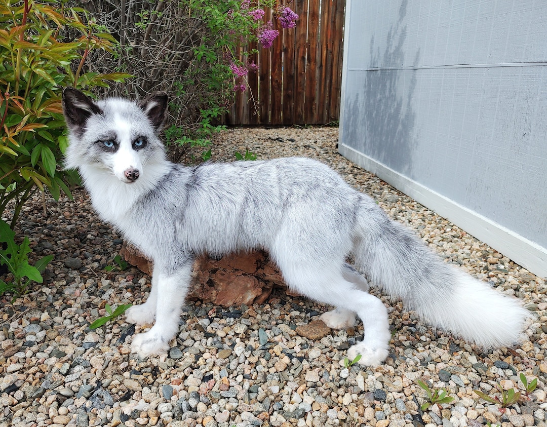 MADE TO ORDER Taxidermy Fox Soft Mount, Softmount Commission, See ...