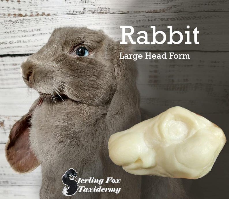 Rabbit Taxidermy Head Form – Rabbit Change-out Form for Soft Mount or ...