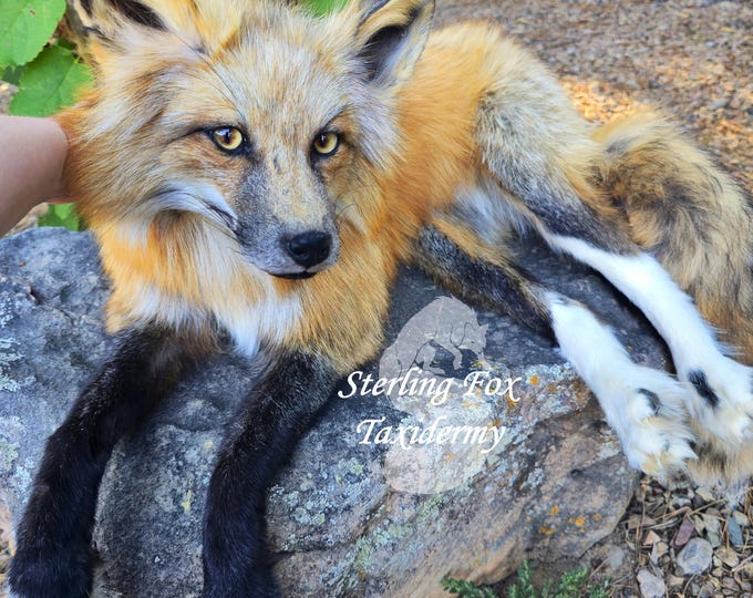 Fox Soft Mount Taxidermy Red Fox, Soft Body Weighted Fox, Ready to Ship ...