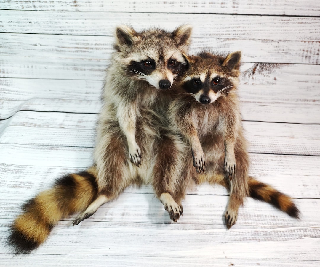 MADE TO ORDER Taxidermy Raccoon Soft Mount, Softmount Commission, See ...