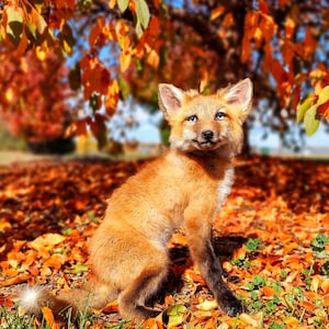 MADE TO ORDER Baby Fox Kit Taxidermy Soft Mount, Softmount Commission ...