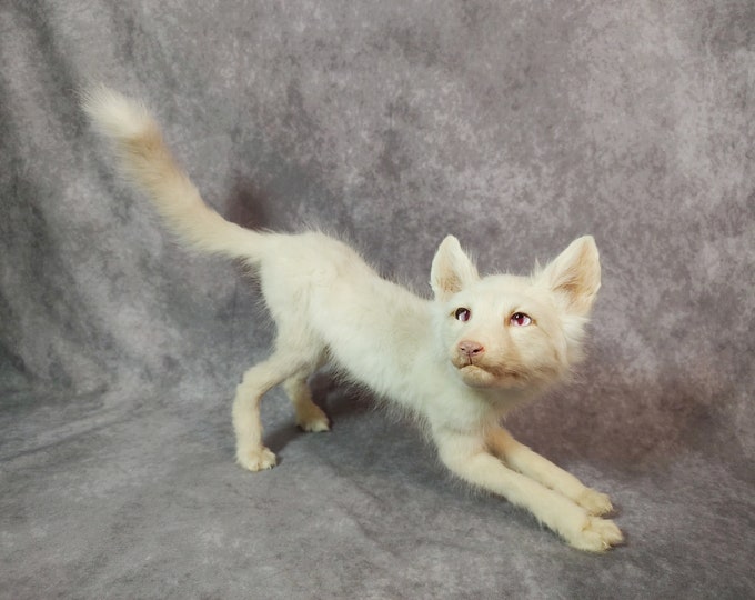 RARE Albino Taxidermy Fox Kit Soft Mount Casper Ethically Sourced - Etsy
