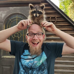 MADE TO ORDER Taxidermy Raccoon Soft Mount, Softmount Commission, See ...