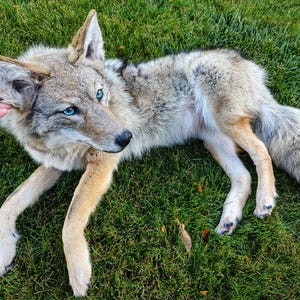 MADE TO ORDER Taxidermy Coyote Soft Mount, Softmount Commission, See ...