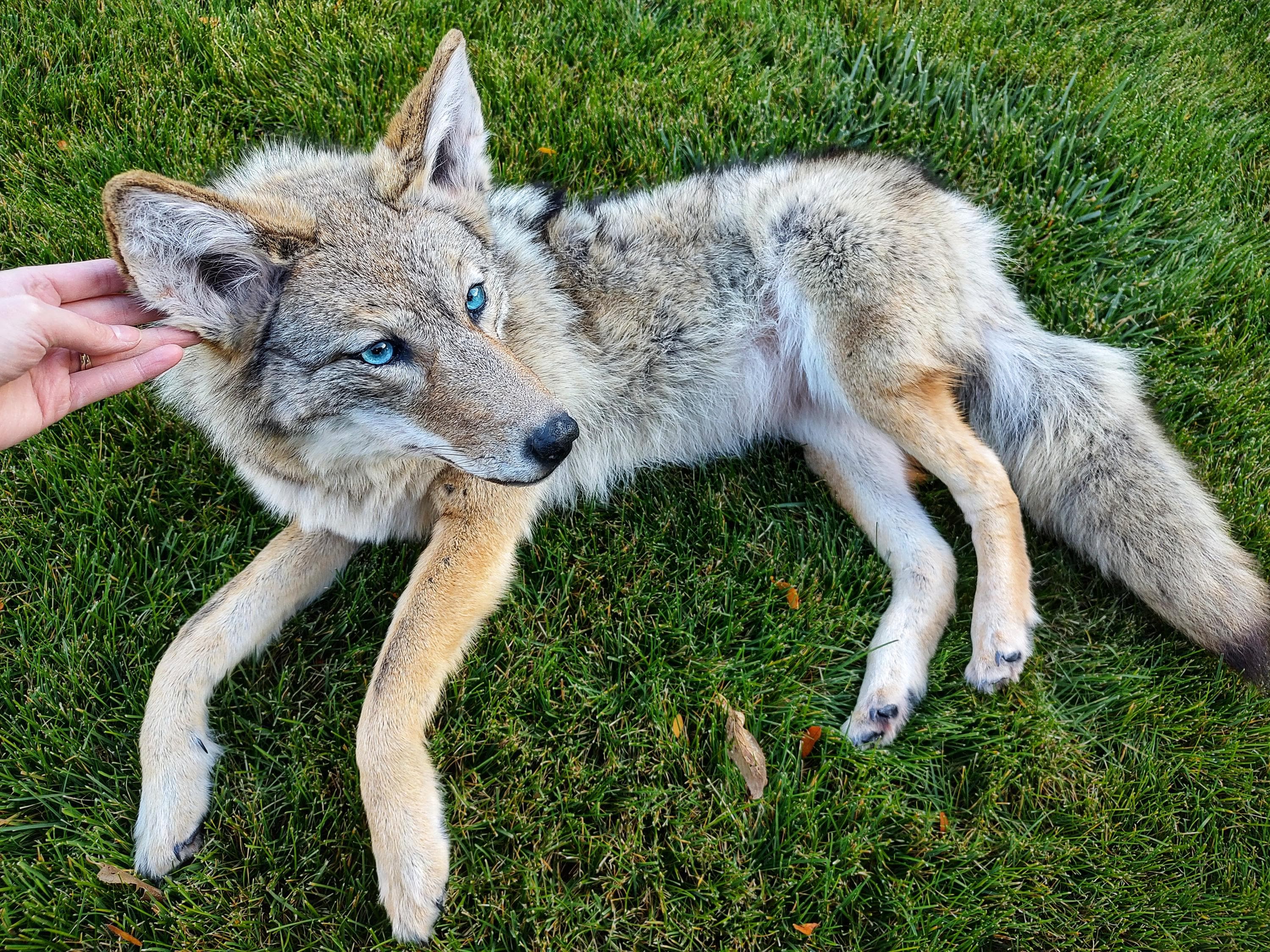 MADE TO ORDER Taxidermy Coyote Soft Mount, Softmount Commission, See ...