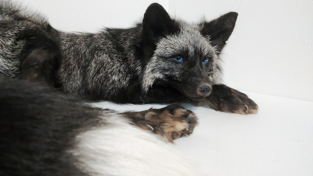 MADE TO ORDER Taxidermy Fox Soft Mount, Softmount Commission, See ...