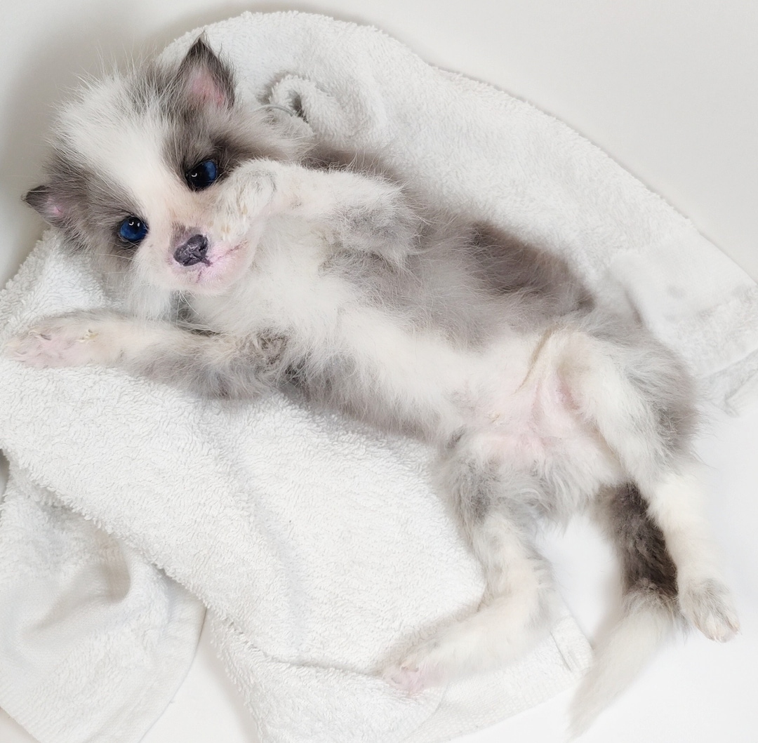 MADE TO ORDER Baby Fox Kit Taxidermy Soft Mount, Softmount Commission ...