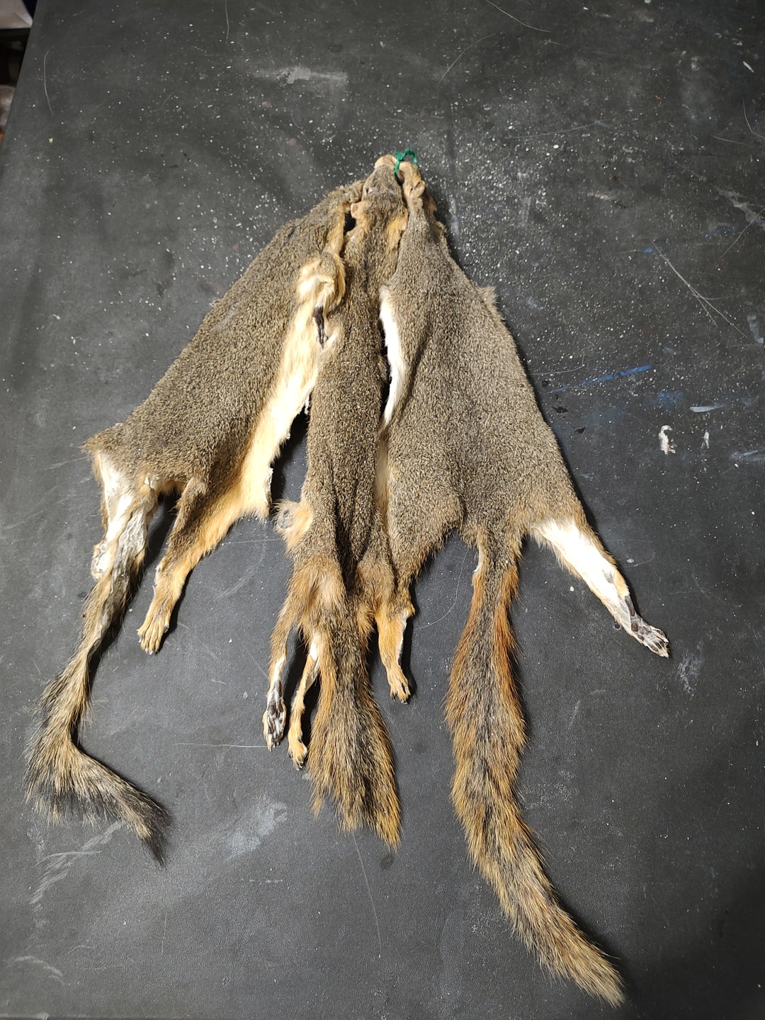 Dry Tanned Squirrel Pelts for Chimey. P - Etsy