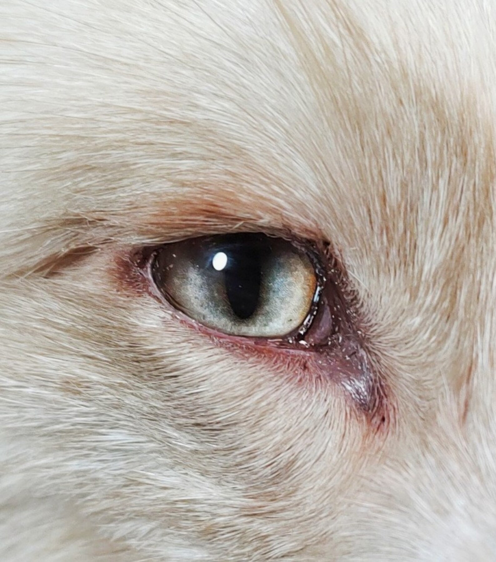 Hazel Fox RF10 Taxidermy Eyes, Glass Eyes, Craft Eyes, Made to Order - Etsy