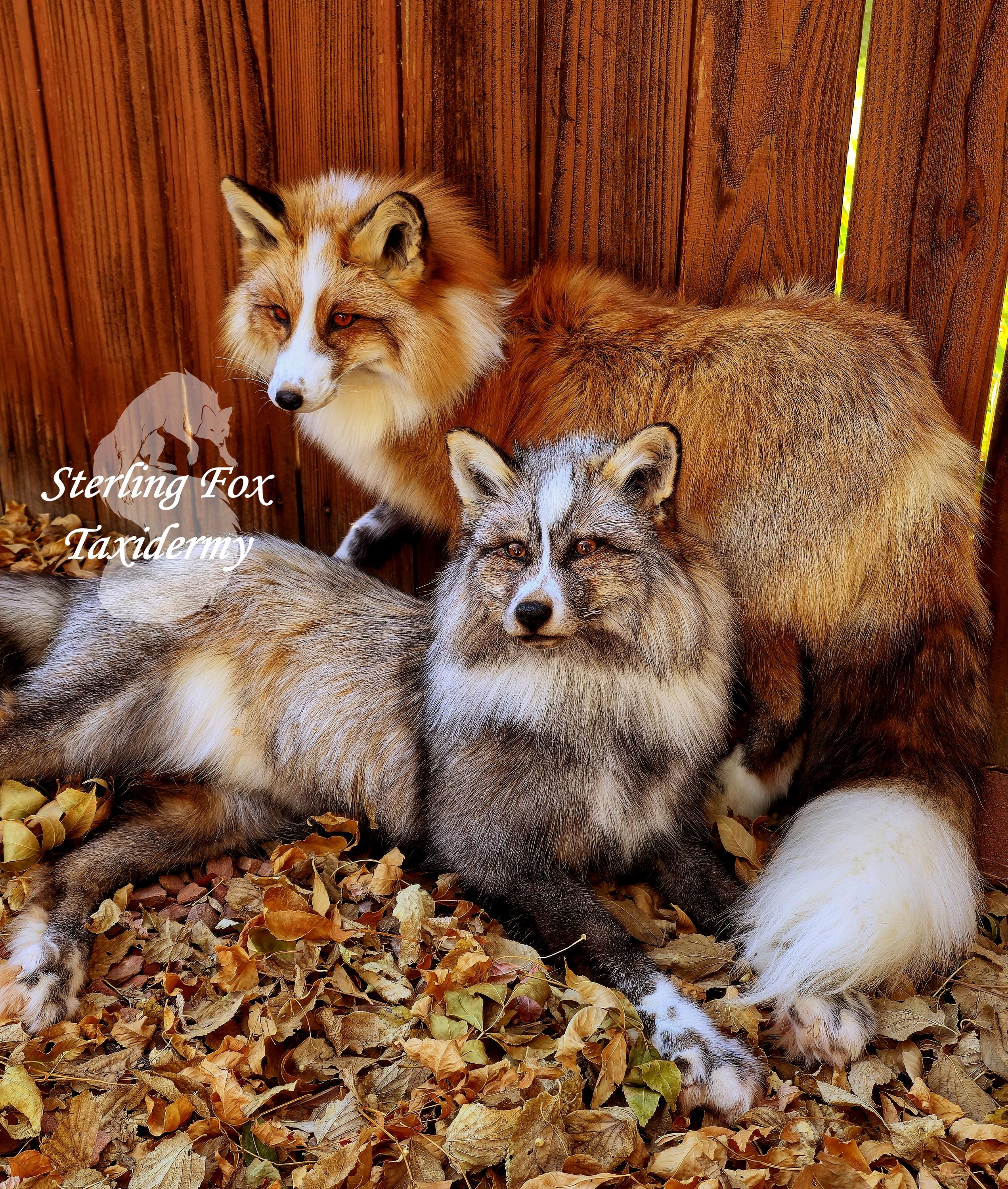 MADE TO ORDER Taxidermy Fox Soft Mount, Softmount Commission, See ...