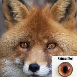Choose a Size, Natural Red Fox Eyes, Ranch Fox, Glass Eyes - Etsy