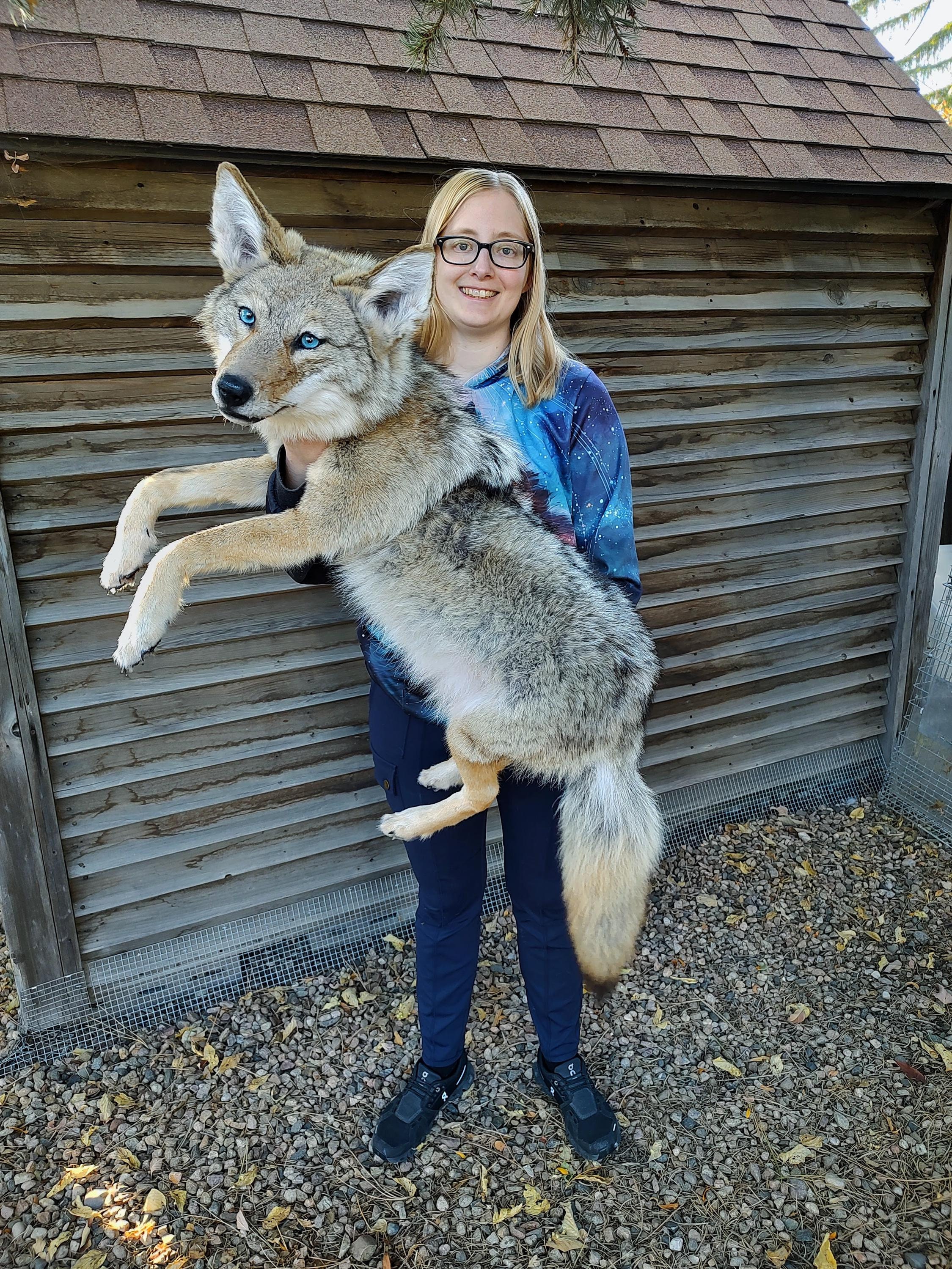 MADE TO ORDER Taxidermy Coyote Soft Mount, Softmount Commission, See ...