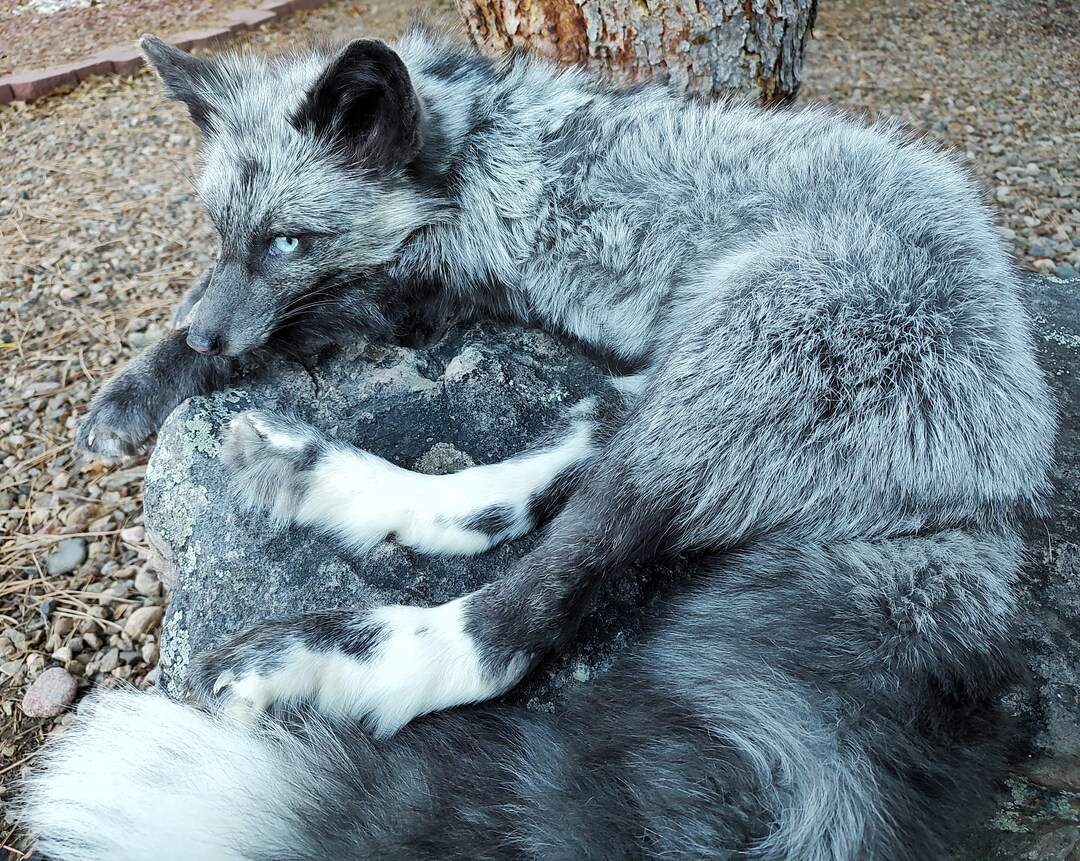 RARE Pearl Piebald Taxidermy Fox Soft Mount, Soft Body, Ready to Ship ...