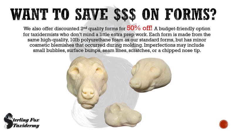 Arctic Fox Taxidermy Head Form – Fox Change-out Form for Soft Mount or ...