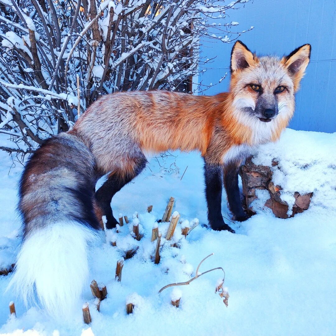 Taxidermy Soft Mount, Softmount Commission, SEE DESCRIPTION Before ...