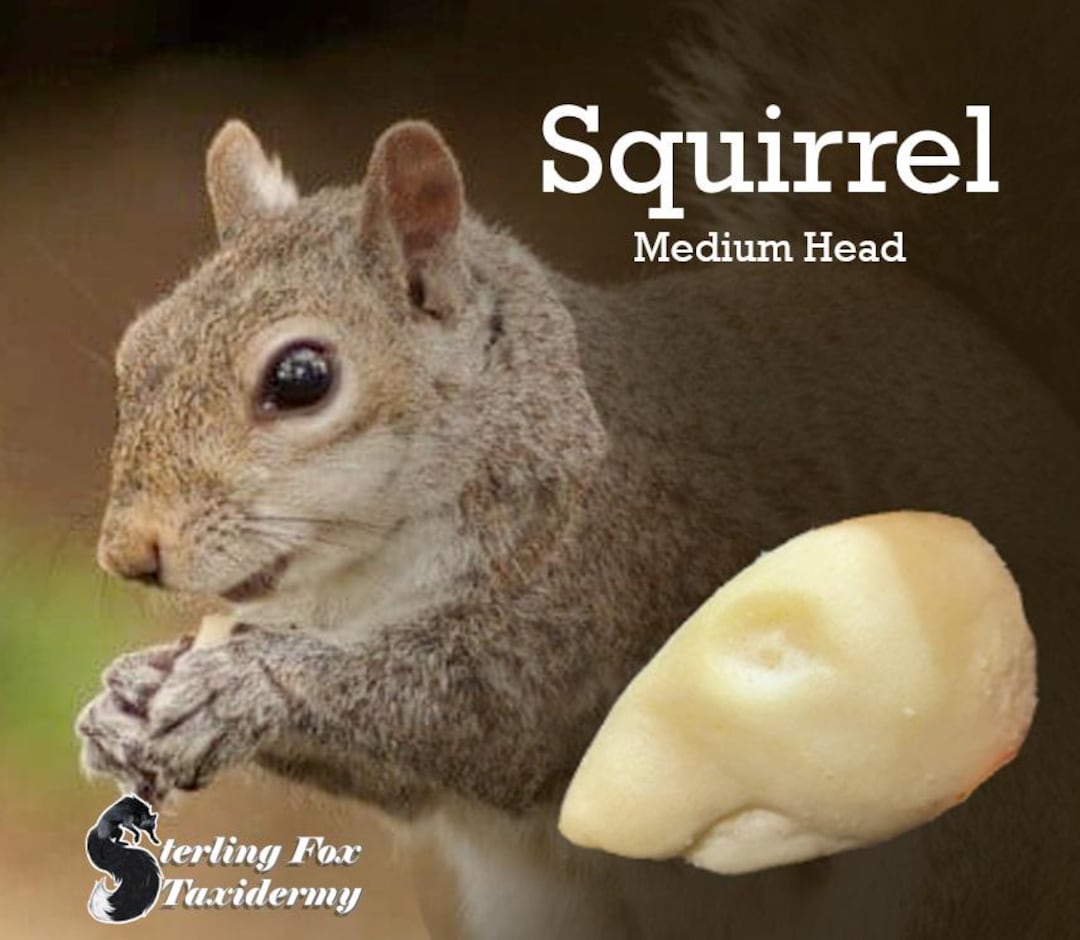 Squirrel Taxidermy Form, Change Out Squirrel Foam Head, Made to Order ...