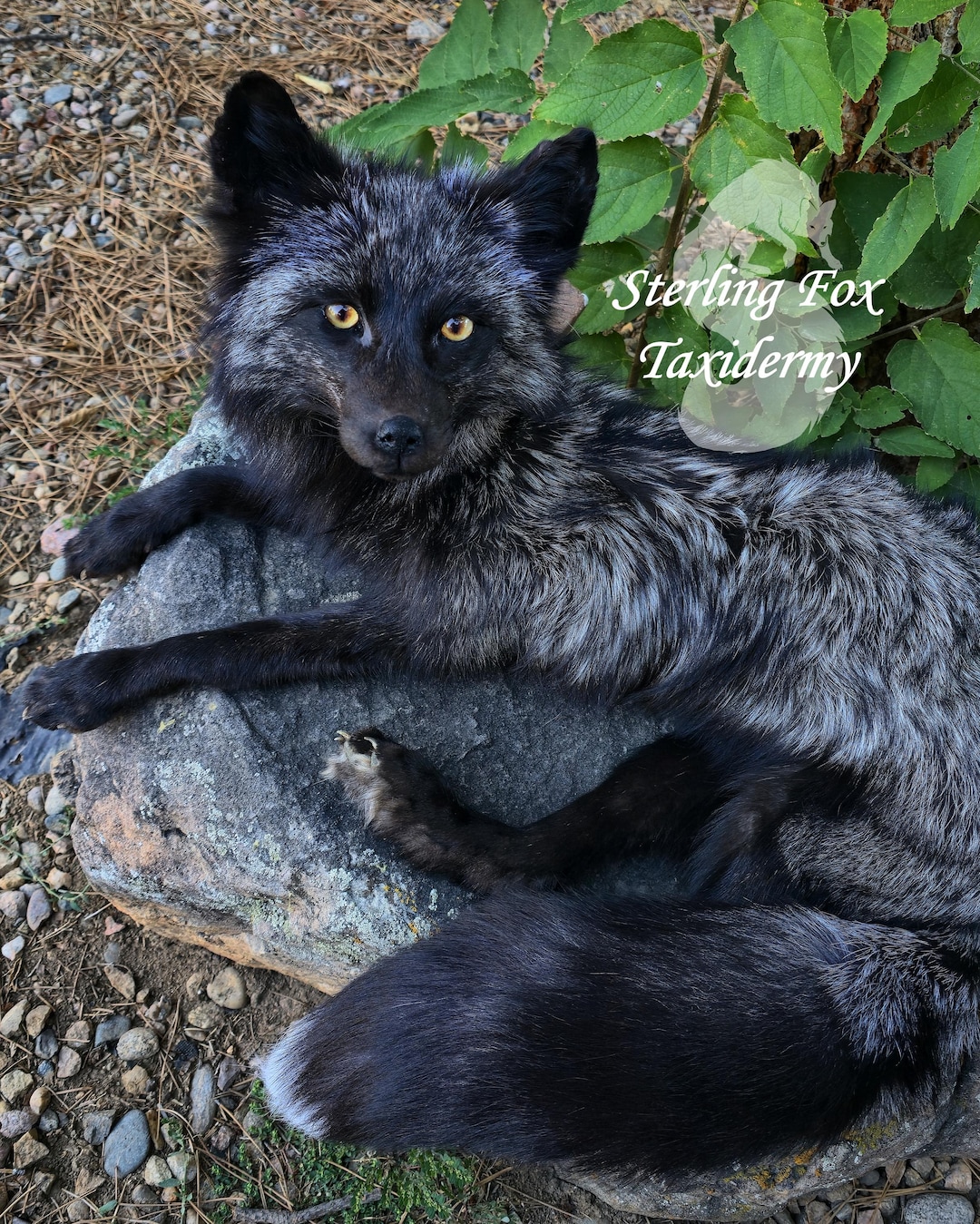 Fox Soft Mount Taxidermy Silver Fox, Soft Body Weighted Fox, Ready to ...