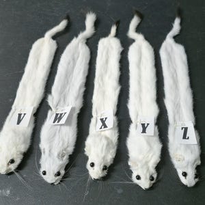 Weasel Slap Bracelet, Sherman the Ermine, White Ermine Slap Bracelet ...