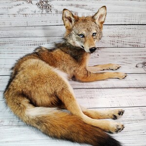 MADE TO ORDER Taxidermy Coyote Soft Mount, Softmount Commission, See ...