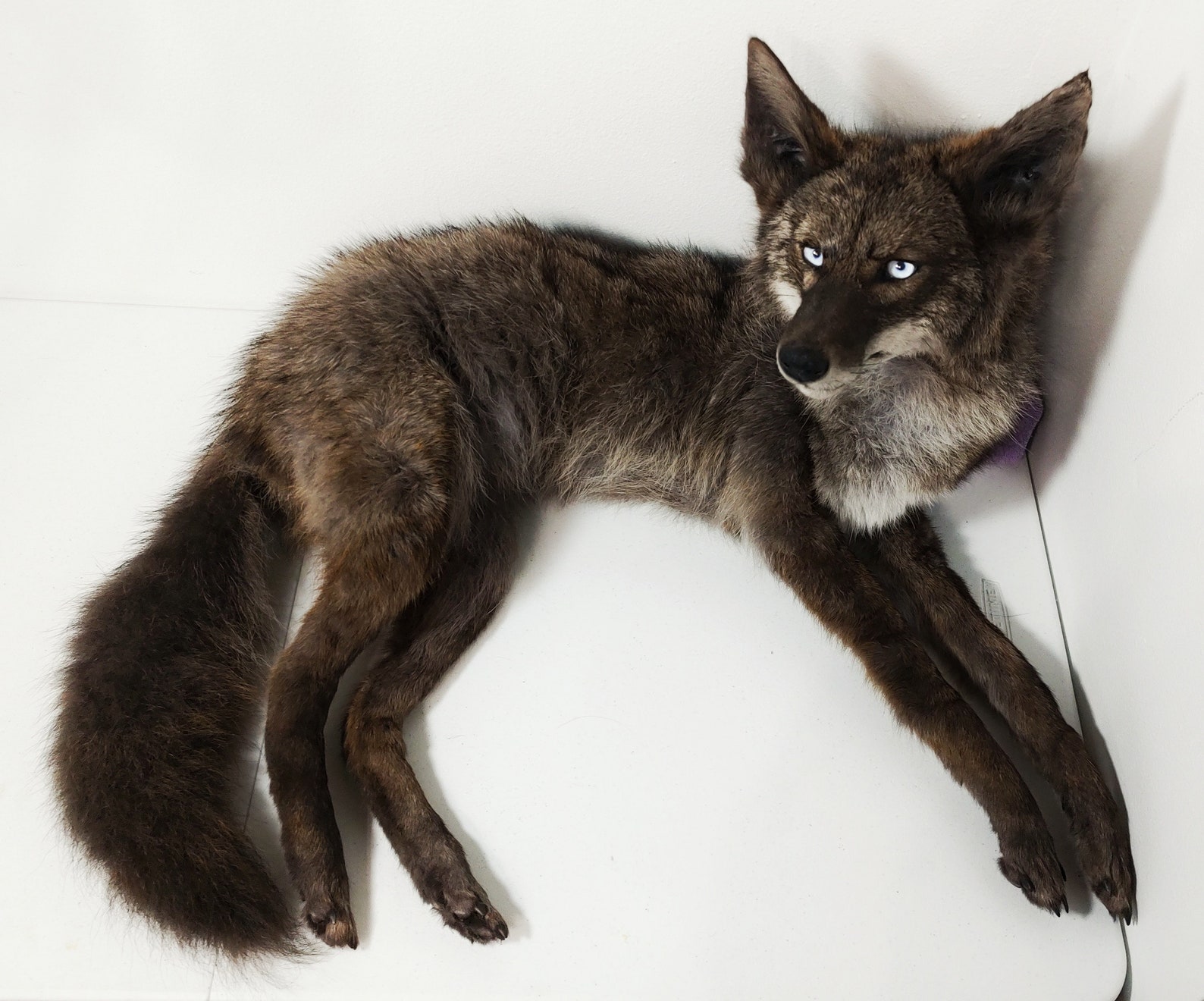 MADE TO ORDER Taxidermy Coyote Soft Mount, Softmount Commission, See ...