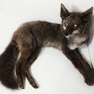 MADE TO ORDER Taxidermy Coyote Soft Mount, Softmount Commission, See ...